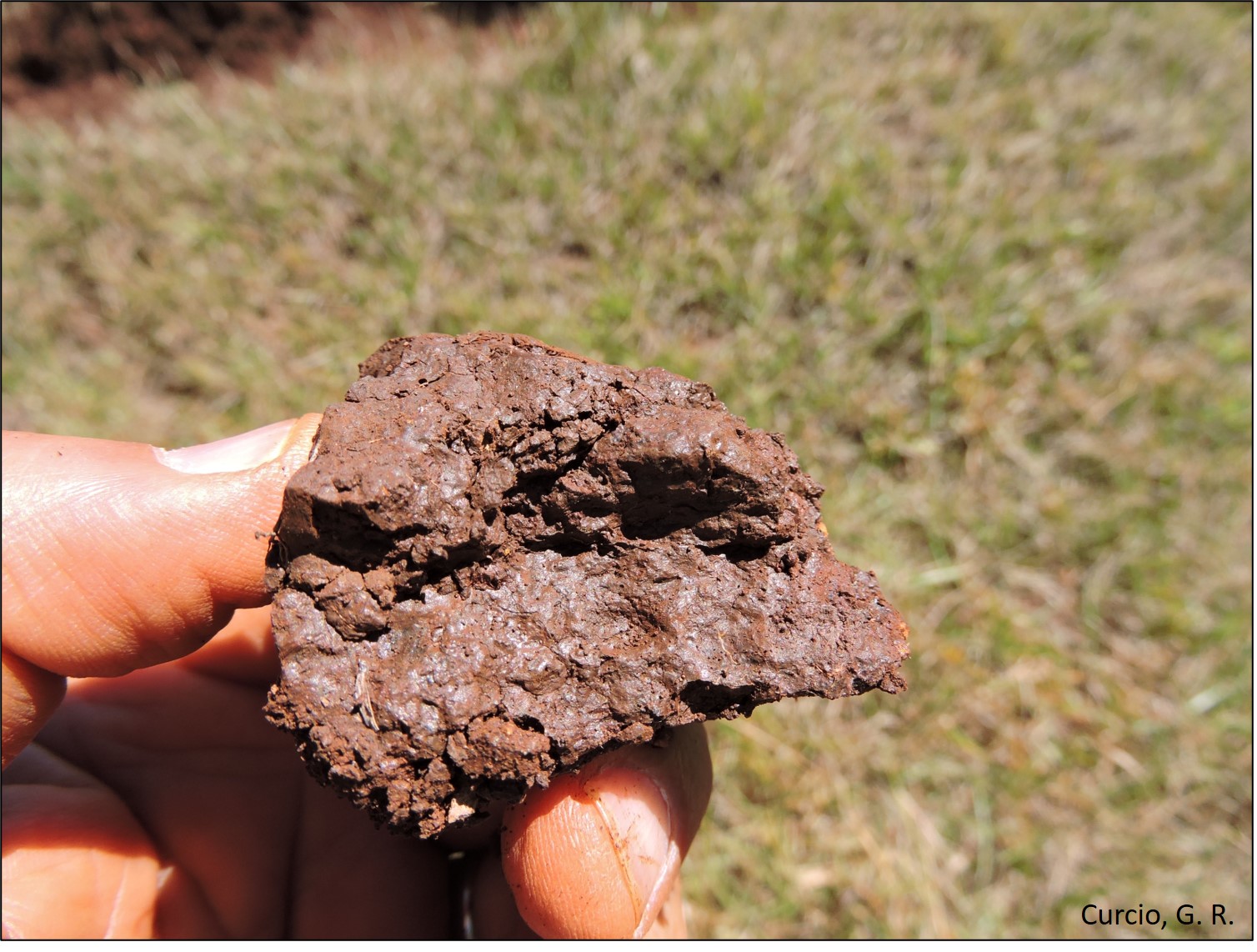 ASPECTOS MARCANTES DOS NITOSSOLOS VERMELHOS DA BACIA HIDROGRÁFICA ...