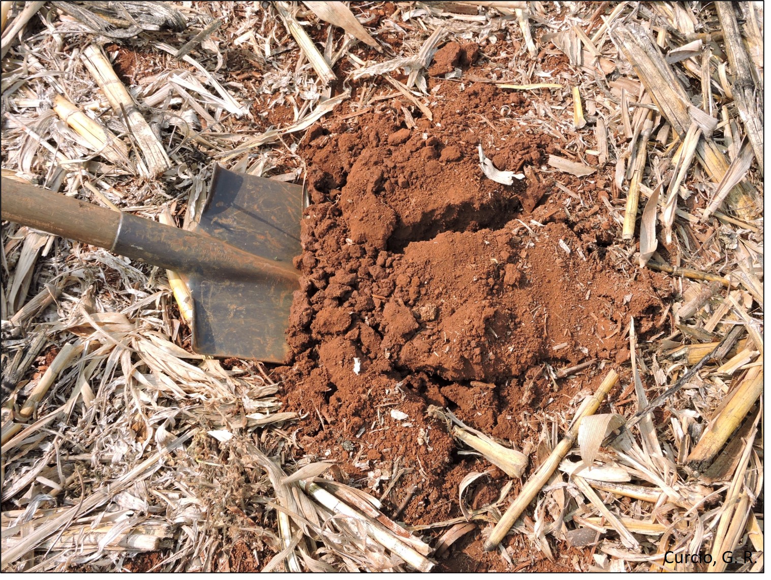 ASPECTOS MARCANTES DOS NITOSSOLOS VERMELHOS DA BACIA HIDROGRÁFICA ...