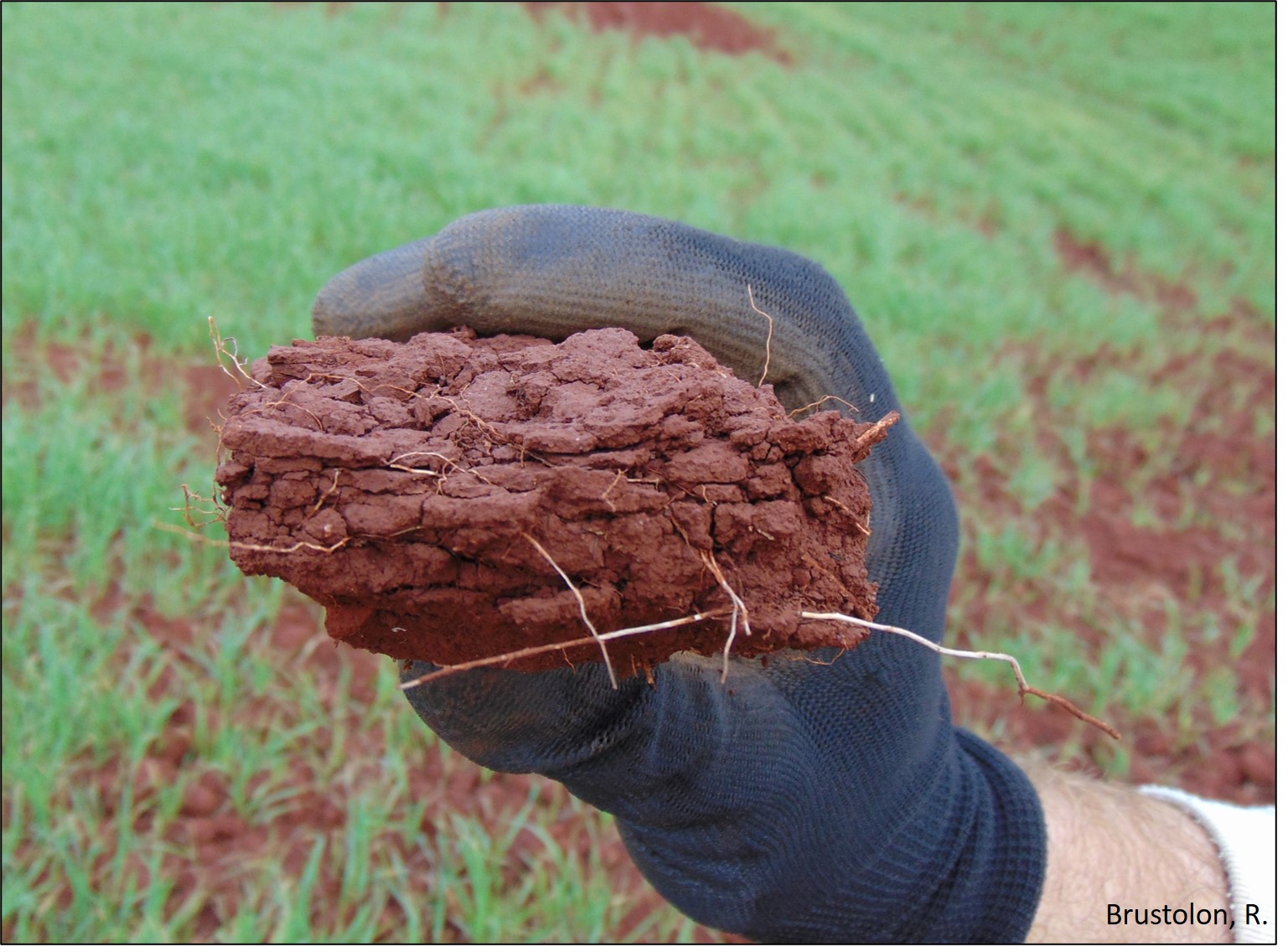 ASPECTOS MARCANTES DOS NITOSSOLOS VERMELHOS DA BACIA HIDROGRÁFICA ...
