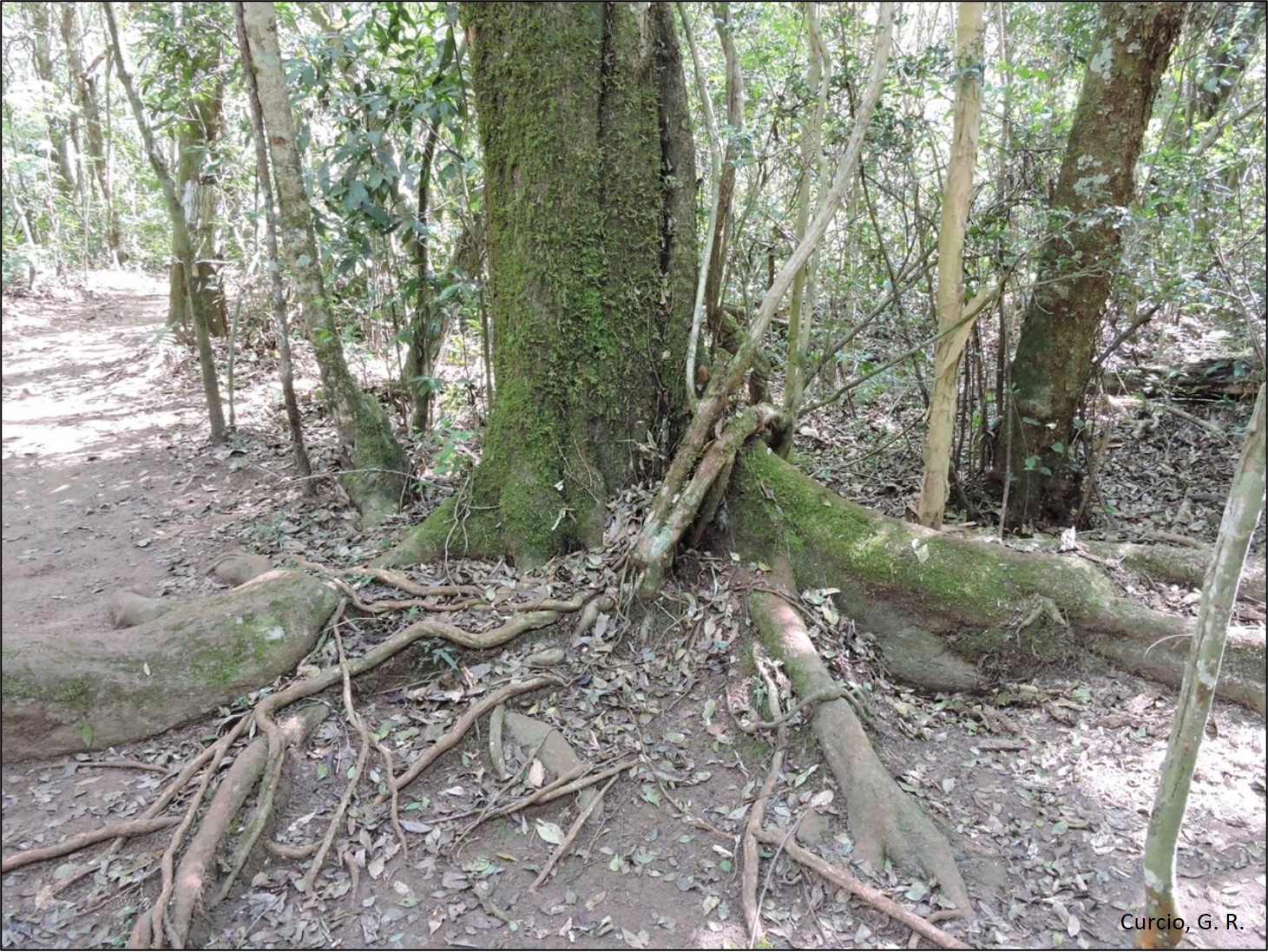 ARBÓREAS NATIVAS E SEUS EFEITOS ORNAMENTAIS NA PROPRIEDADE RURAL DA ...