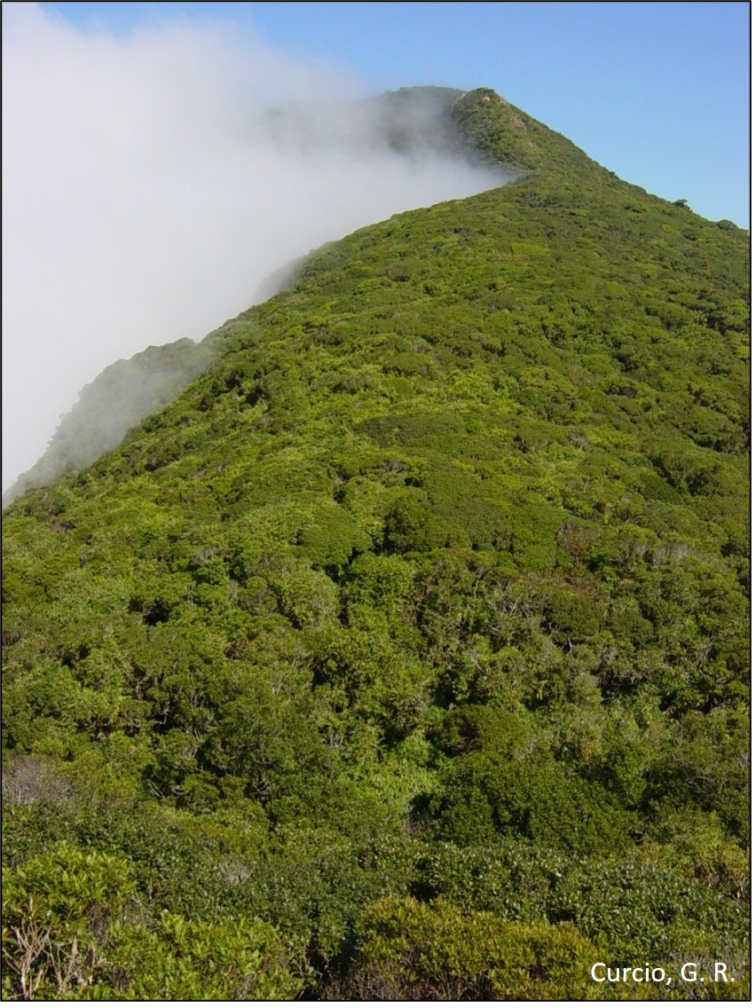 ORGANOSSOLOS DO SUBPLANALTO CASCAVEL – Características e potencial de ...