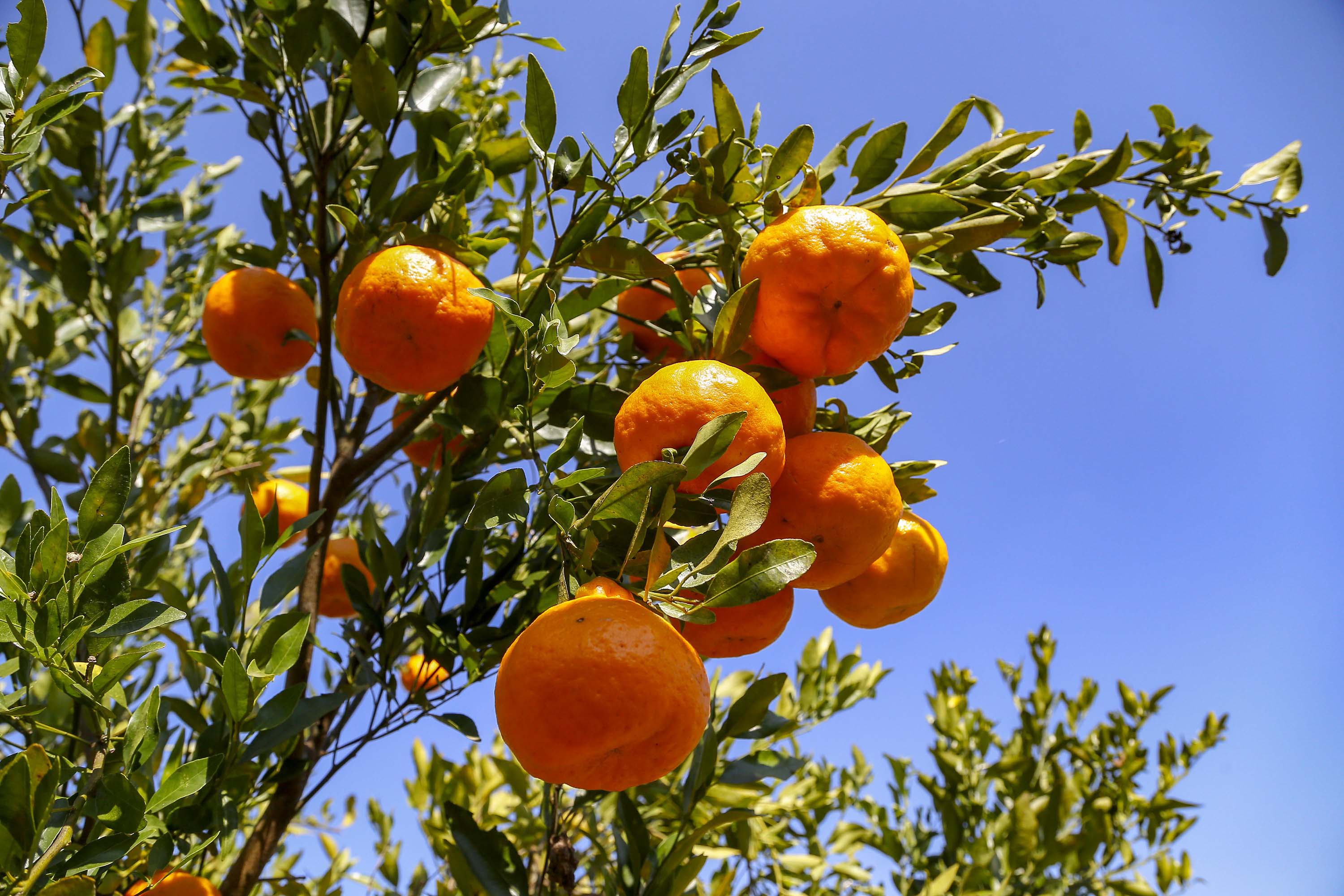 Com plantio que atravessa gerações, produção de ponkan é a marca de ...